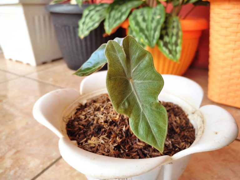 Alocasia Wentii Care Guide 101: Plant Tips