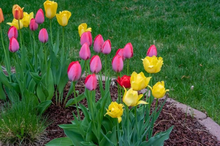 7 Different Stages of Tulip Growth: Lifecycle & Process