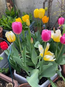 7 Different Stages of Tulip Growth: Lifecycle & Process
