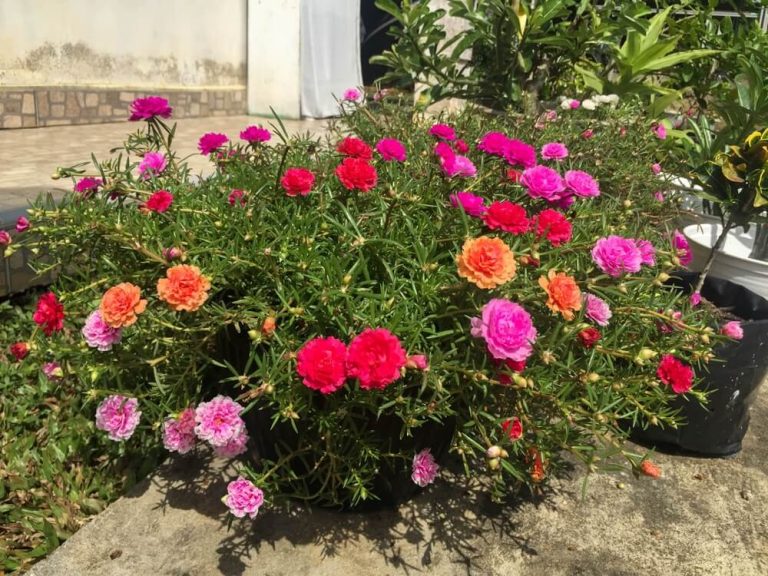 5 Rose Blooming Stages & Lifecycle Guide - PlantedBloom.com