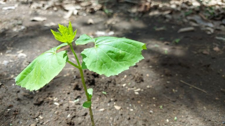 5 Green Bean Growth Stages: Life Cycle and Process