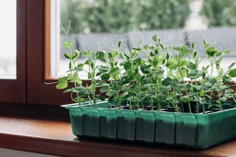 4 Peas Growing Stages & Time: Identification & Tips