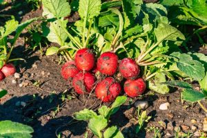 6 Radish Plant Growth Stages: Maturity Process & Lifecycle