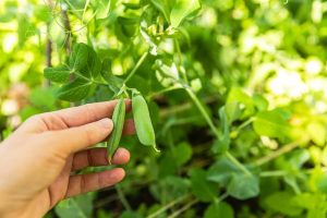 4 Peas Growing Stages & Time: Identification & Tips