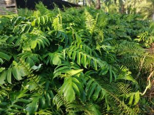 Revealed: 3 Monstera Growth Stages To Know About (Guide)