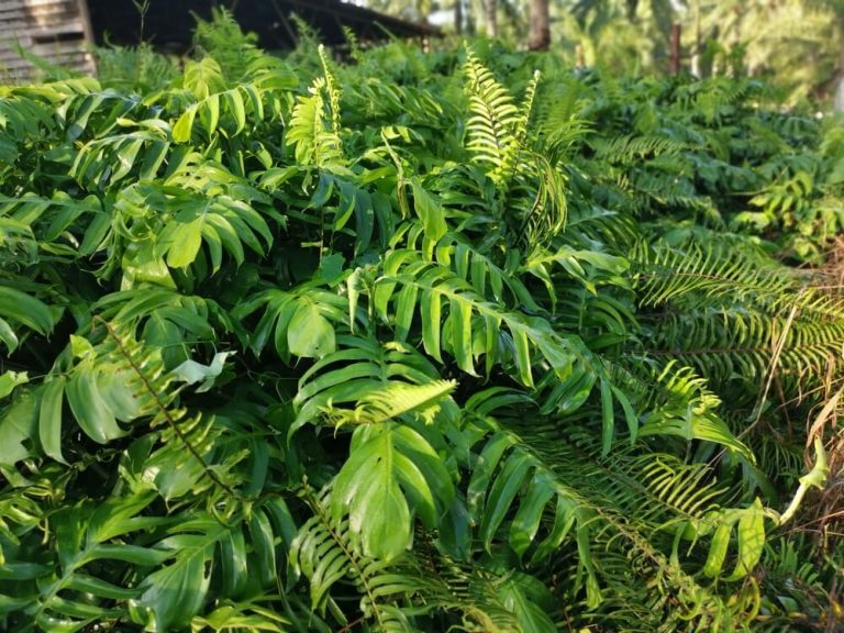 Revealed: 3 Monstera Growth Stages To Know About (Guide)