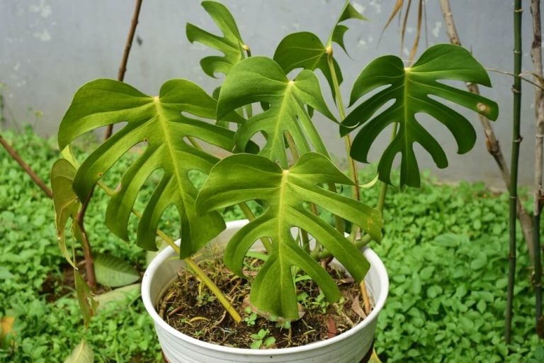 Revealed: 3 Monstera Growth Stages To Know About (Guide)