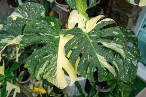 Revealed: 3 Monstera Growth Stages To Know About (Guide)