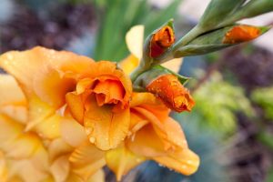 Ultimate Gladiolus Growing Stages Guide (Step By Step)
