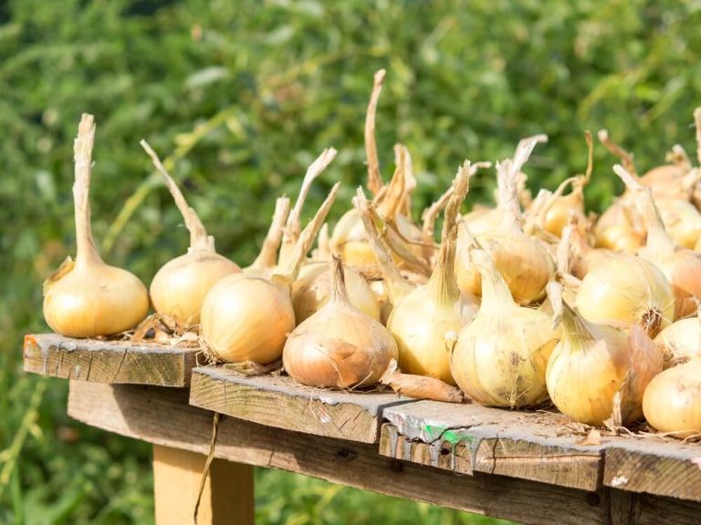 6 Onion Growing Stages From Bulb: Life Cycle & Problems