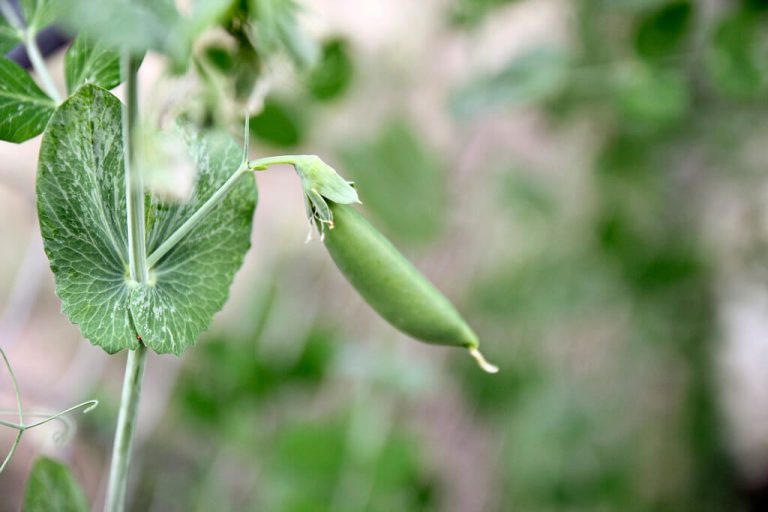 4 Peas Growing Stages & Time: Identification & Tips