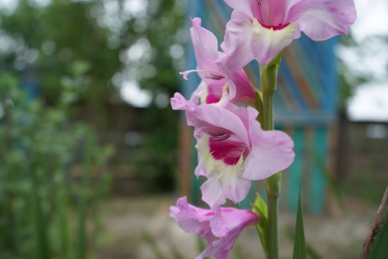 Ultimate Gladiolus Growing Stages Guide (Step By Step)