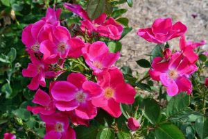 5 Rose Blooming Stages & Lifecycle Guide - PlantedBloom.com