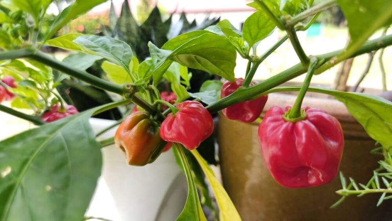 7 Bell Pepper Growing Stages: Color, Sizes & Problems