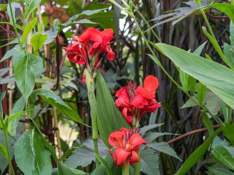 Ultimate Gladiolus Growing Stages Guide (Step By Step)