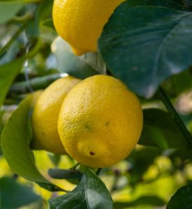 8 Lemon Tree Growth Stages (Lifecycle) - PlantedBloom.com