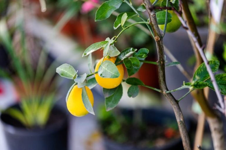 8 Lemon Tree Growth Stages (Lifecycle) - PlantedBloom.com