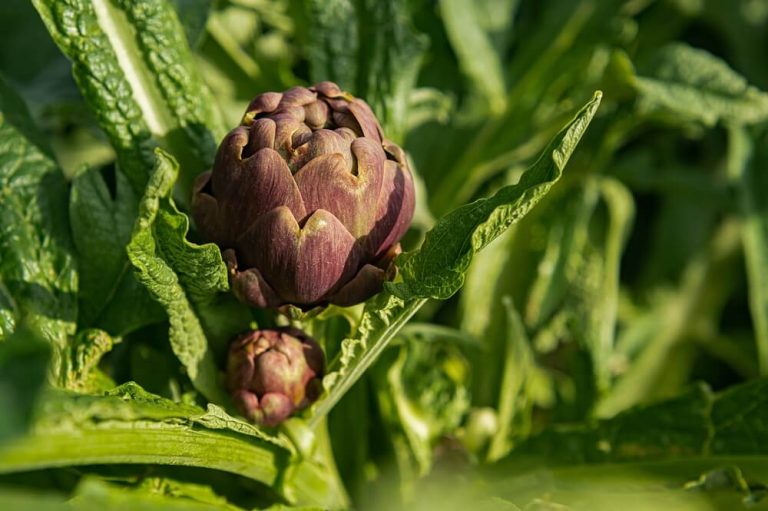 6 Perennials You Can Plant Once & Harvest Forever