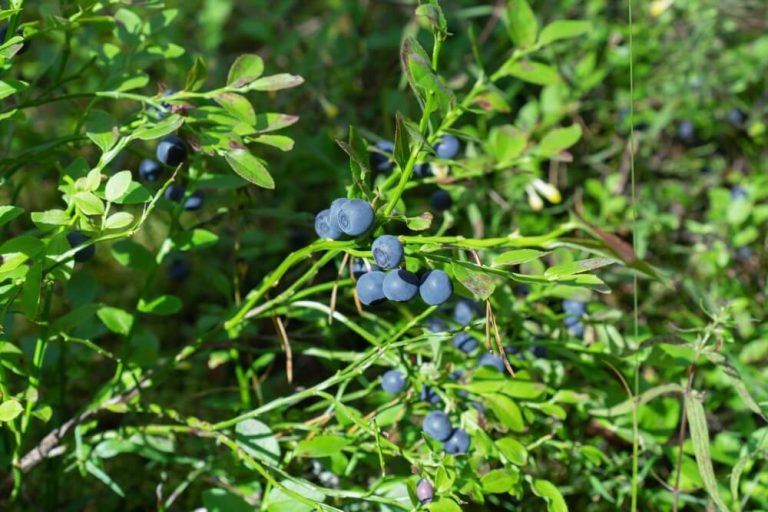 How To Grow Blueberries (From Bush To Bowl)