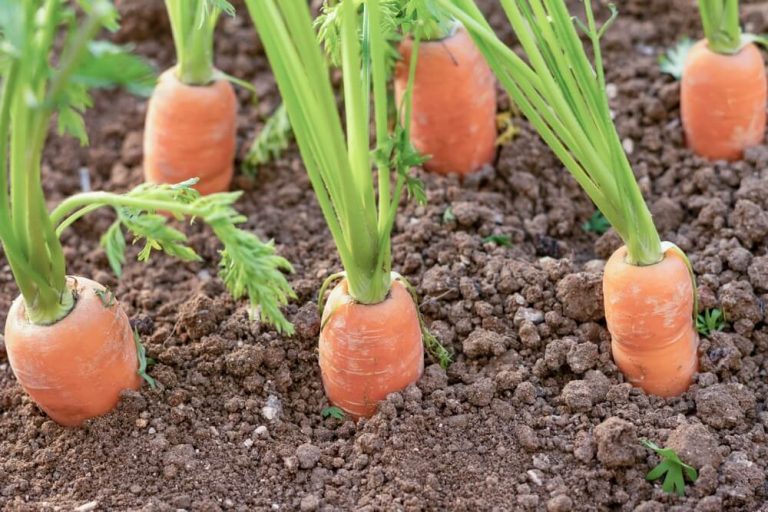 7 Best Tips For Growing Carrots