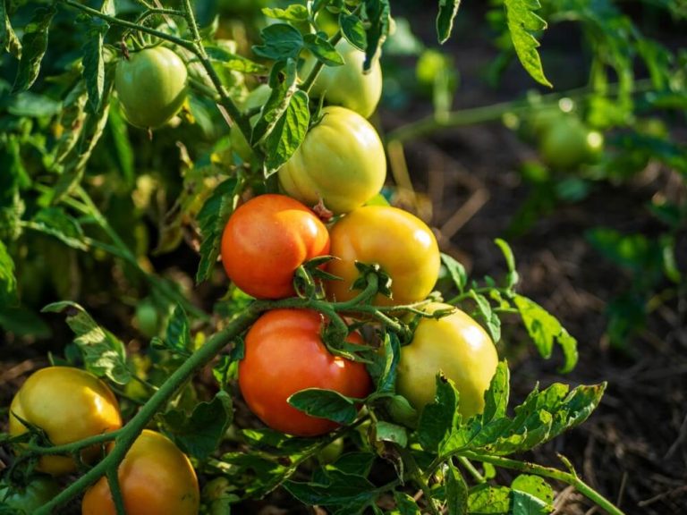 How To Grow Tomatoes (The Step-By-Step Guide)