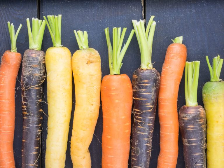 7 Best Tips For Growing Carrots