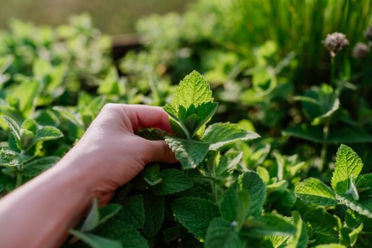 8 Reasons To Grow Mint - PlantedBloom.com