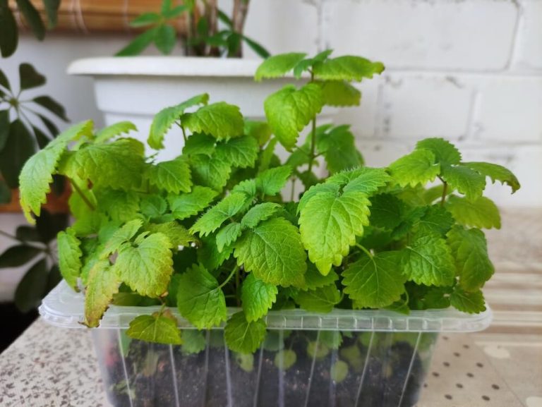8 Reasons To Grow Mint - PlantedBloom.com