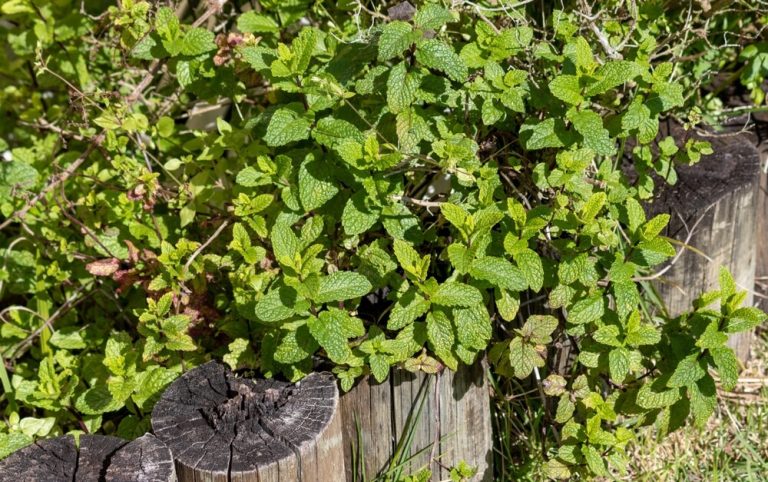 8 Reasons To Grow Mint - PlantedBloom.com
