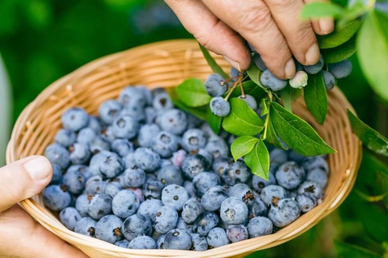 How To Grow Blueberries (From Bush To Bowl)