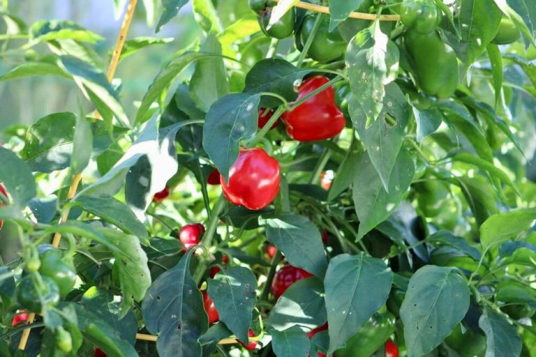 How To Grow Bell Peppers: The Ultimate Guide