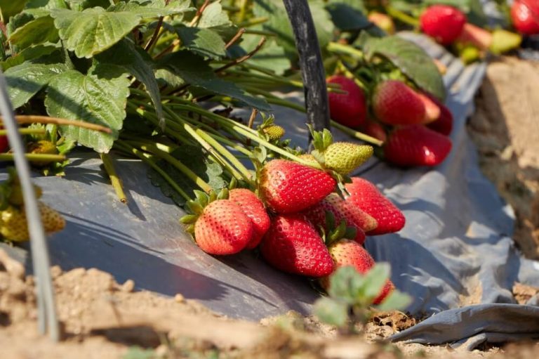 6 Perennials You Can Plant Once & Harvest Forever