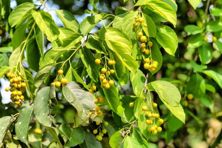 Indiana Native Plants: 23 Stunning Plants (With Pictures ...