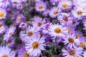 Indiana Native Plants: 23 Stunning Plants (With Pictures ...