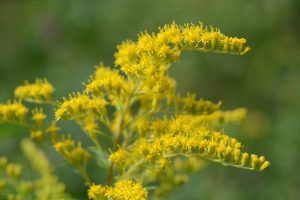 Indiana Native Plants: 23 Stunning Plants (With Pictures ...