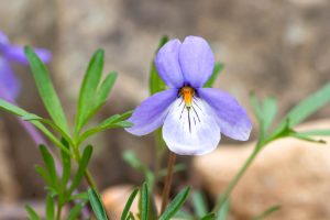 Indiana Native Plants: 23 Stunning Plants (With Pictures ...