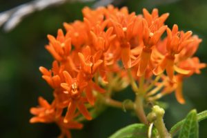 Indiana Native Plants: 23 Stunning Plants (With Pictures ...