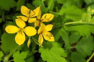 Indiana Native Plants: 23 Stunning Plants (With Pictures ...