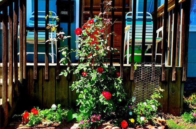 How To Create An Amazing Front Yard Rose Garden (Tips)
