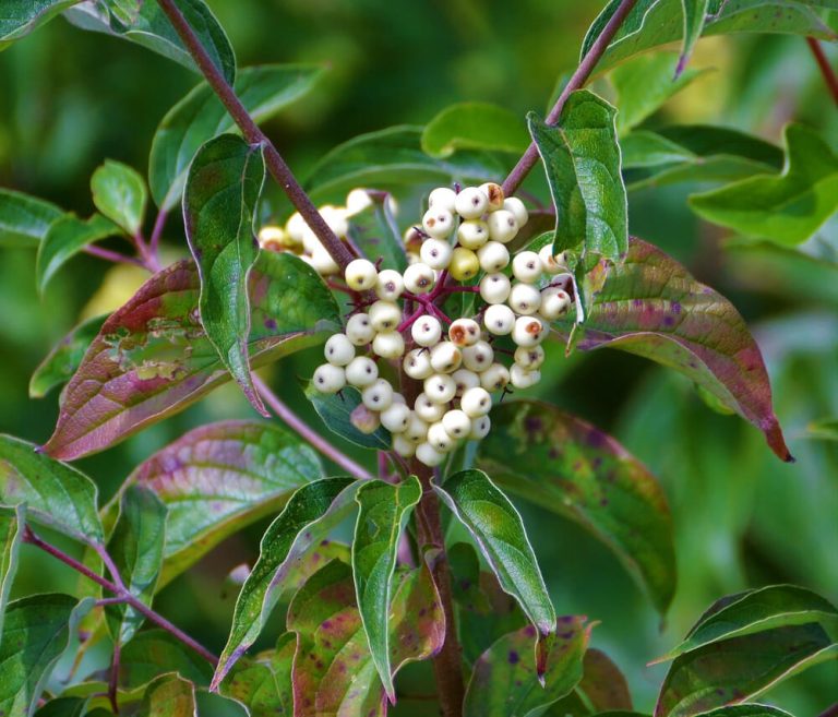 Indiana Native Plants: 23 Stunning Plants (With Pictures ...