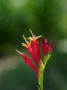 Indiana Native Plants: 23 Stunning Plants (With Pictures ...