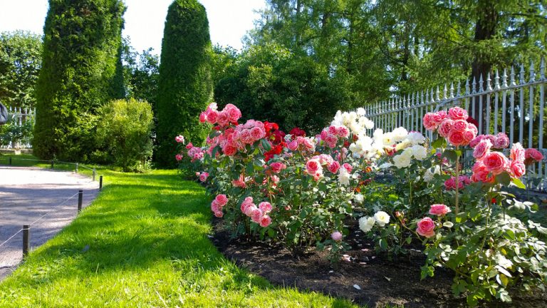 How To Create An Amazing Front Yard Rose Garden (Tips)