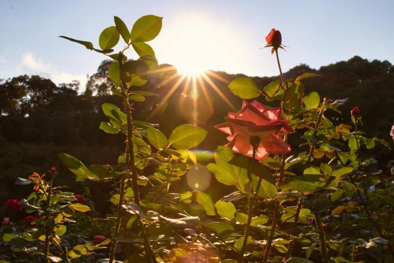 How To Create An Amazing Front Yard Rose Garden (Tips)