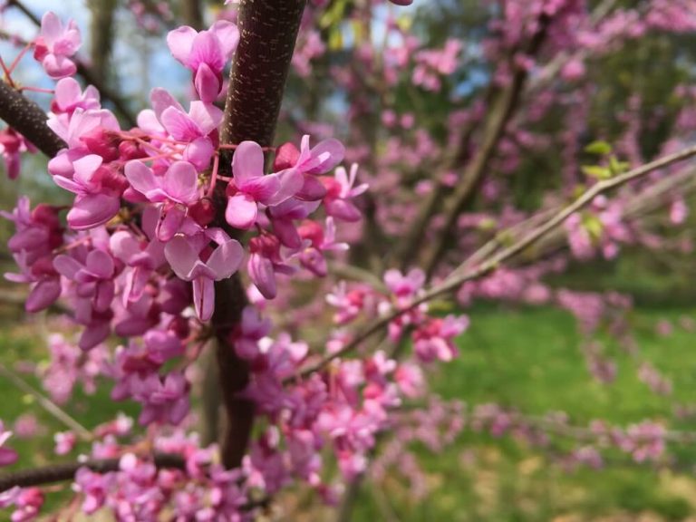 Indiana Native Plants: 23 Stunning Plants (With Pictures ...