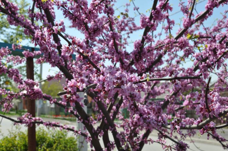 Paint The Town Red: 10 Beautiful Red Flowering Trees (With Pictures)