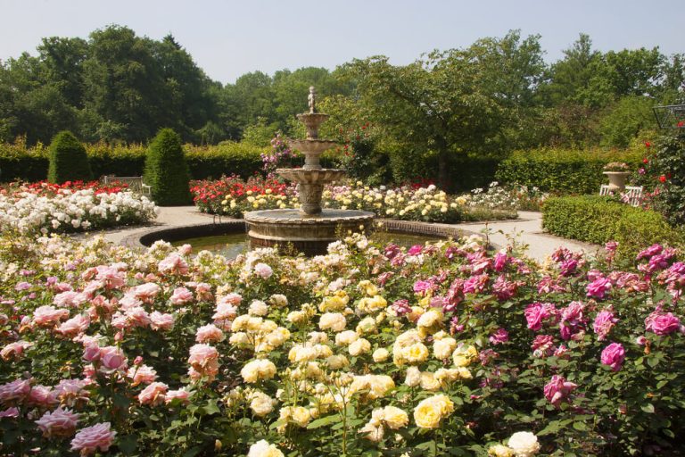 How To Create An Amazing Front Yard Rose Garden (Tips)