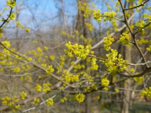 Indiana Native Plants: 23 Stunning Plants (With Pictures ...