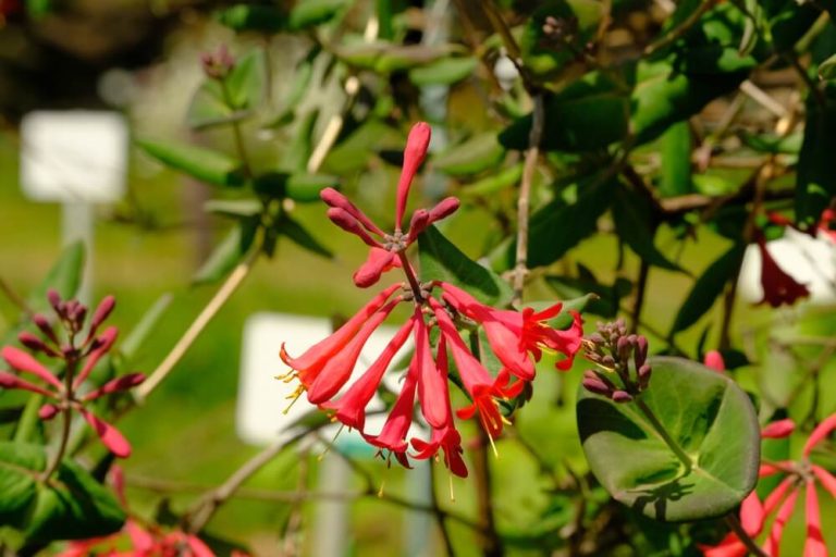 Indiana Native Plants: 23 Stunning Plants (With Pictures ...