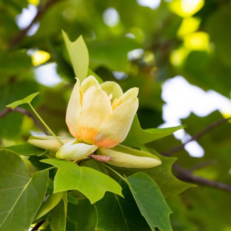 Indiana Native Plants: 23 Stunning Plants (With Pictures ...