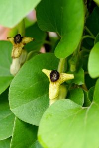 Indiana Native Plants: 23 Stunning Plants (With Pictures ...